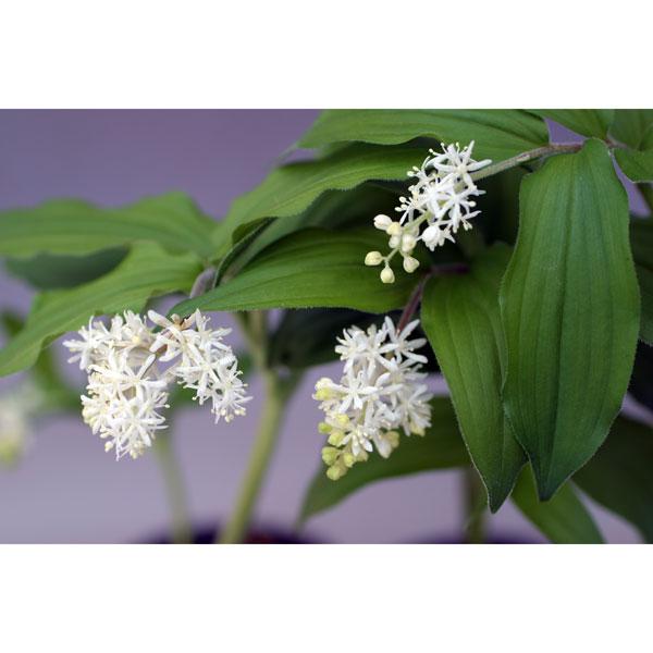 春に咲く小さな雪のような花もさることながら、秋の透明感のある赤い実も観賞価値の高い山野草です。葉が笹に似ていることからこの名前があります。北海道〜九州の山野の林床に自生しています。茶席の花として人気です。暑さ・寒さともに強く、育てやすい品種...