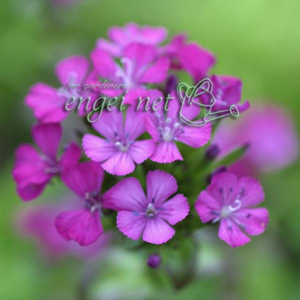 ピレネー山脈、ヨーロッパアルプスの高山帯の岩場や草地に生える多年草。春にサクラソウを小さくしたような紫の可憐な花を咲かせます。高温多湿は苦手なので、夏は涼しく管理してください。鉢植え、花壇、ロックガーデンに適しています。※詳しい商品説明は下...