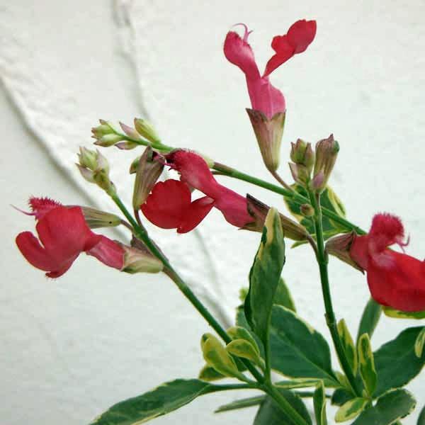 春と秋に花を咲かせるチェリーセージ。サルビアの仲間で丈夫な多年草です。葉はセージ特有のフルーティーな香りがします。開花期が長く、大株になりますので、花壇の後方に適しています。丈夫で育てやすい植物です。また、アブラムシがつきにくいといわれてい...