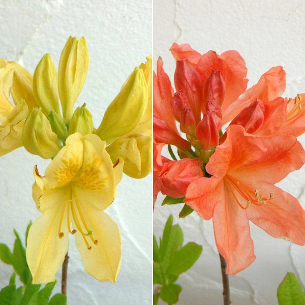 ★入荷から日数が経ったためセール価格となりました。商品の状態は画像と異なる場合があります。★日本の山野に自生する大輪美花のつつじ。枝の先端に花がたくさんつき、外側から咲き始める様子がレンゲの花にそっくりです。黄花種、橙花種は庭木の定番として...