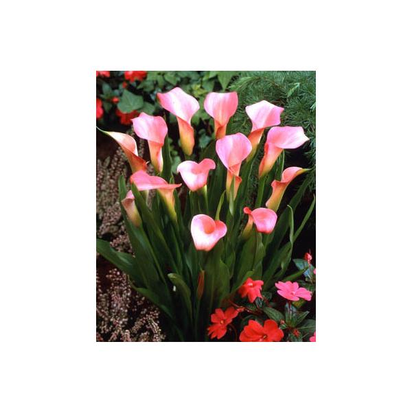 カラーバリエーションが豊富なカラーの新色です。花壇・鉢植えはもちろん、切り花にも最適です。※詳しい商品説明は下のほうに記載があります