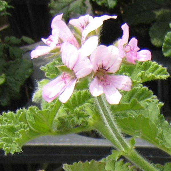 アッタルローズニオイゼラニウムは香りを楽しむハーブ・センテッドゼラニウムの仲間です。南アフリカ原産の多年草で、交配により多くの品種が作り出されています。葉には良い香りがあり、愛らしい花も楽しめ、ガーデニングにおすすめです。香りは品種によりさ...