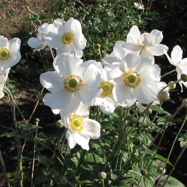 秋を彩る清楚な花。和風の庭には欠かせない、切花にも最適な宿根草です。白の一重花種です。※花をお楽しみいただけるのは来年からとなります。※詳しい商品説明は下のほうに記載があります