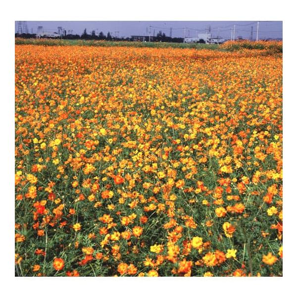 種　タネ　種　タネ　秋を代表する花といえば、コスモス（秋桜）が大人気です。公園をはじめ、コスモス街道、スキー場、河川敷緩斜面緑花など、多面的に利用されています。景観時期、場所、観光行事、公共施設周辺など、利用目的に応じた品種選定が大切です。...