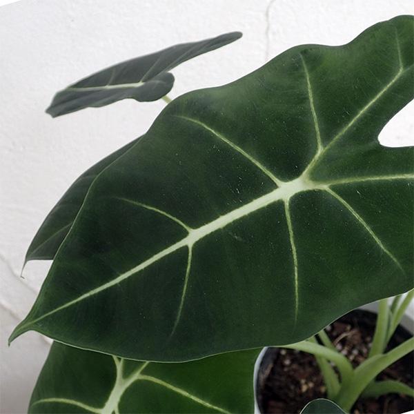熱帯アジアに分布するサトイモ科の観葉植物、個性的な葉柄が人気のアロカシアです。グリーンベルベットは、葉脈は白くくっきりと浮かび上がりベルベットのような光沢が美しい濃緑色のアロカシアです。※お届けはポットの状態です。※詳しい商品説明は下のほう...