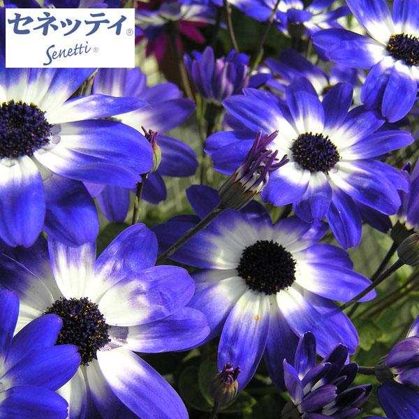 サントリーフラワーズのサイネリア。花の少ない冬にも春にも咲き、花壇やコンテナを鮮やかに彩ります。セネッティブルーバイカラーはブルーと白の美しいリング。開花が早く、上品な咲き姿です。強健で生育旺盛なので、冬に咲かせた後、花の数が少なくなったら...