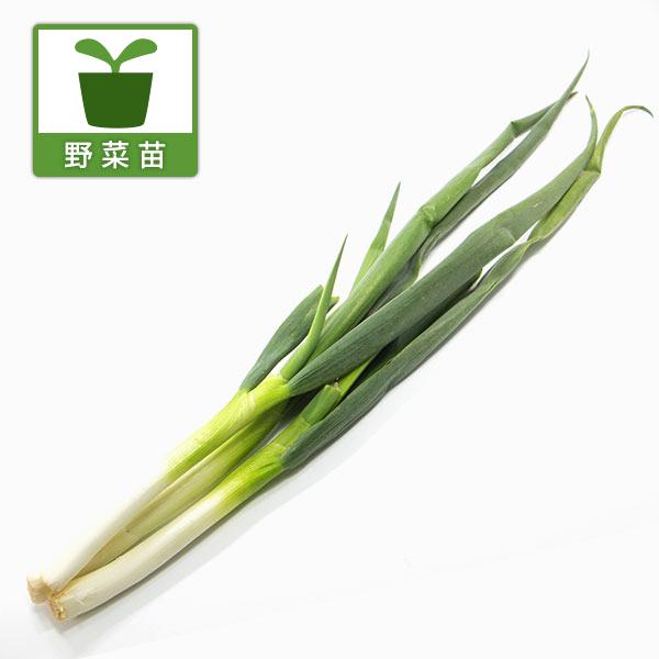 九条太ねぎは暑さ・寒さに強く、家庭菜園で長く楽しめる品種です。葉が長くて、色濃く肉厚で、香りもとても良いです。葉先まで柔らかいので、食べる部分が多いです。葉ネギにはビタミンCやカルシウムが多く含まれています。またネギ特有の辛味成分アリシンで...