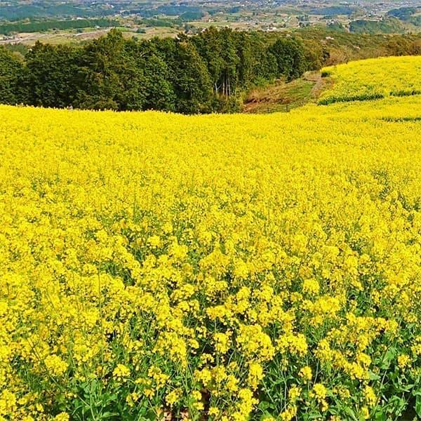 ★有効期限切れのため特価・若干発芽率は落ちますが利用可能です★春を彩る代表的な景観作物です。水田裏作に導入後は水稲作の抑草効果が高く、除草剤の軽減に結びつきます。秋まき用の種です。景観用菜の花です。こちらの菜の花はエルシン酸(エルカ酸)を含...
