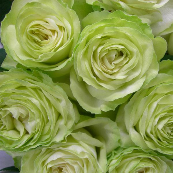 グリーンホワイト色のF&amp;Gローズ。クリーミーホワイトのやさしい花びら、その周囲を明るく爽やかなグリーン色が、かすみのように染まりゆき、とても美しい品種です。その稀なる個性を初々しくも上品な光を放ちます。花もちに優れ、一花で3週間以上...