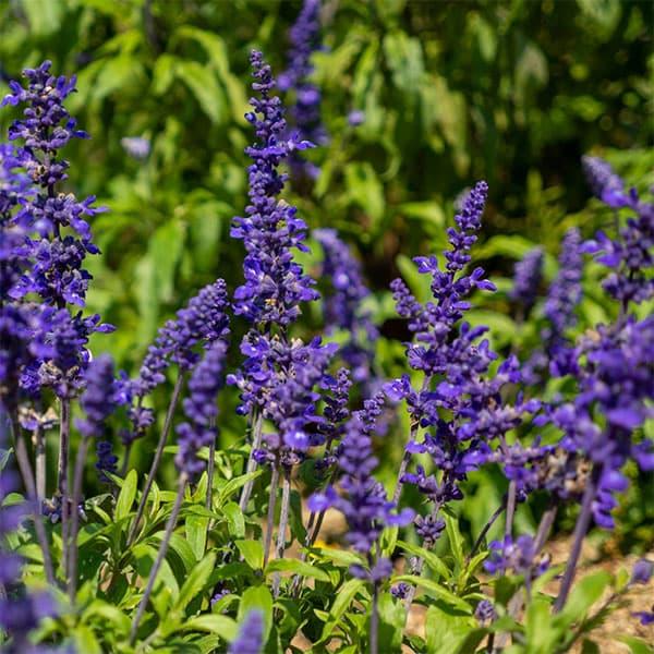 青紫の花穂が美しい大型の宿根草 ★入荷から日数が経ったためセール価格となりました。商品の状態は画像と異なる場合があります。★ラベンダーセージ（サルビア・インディゴスパイヤー）は、濃い色のガクに青紫の花を咲かせるサルビアの仲間です。花穂が長く...