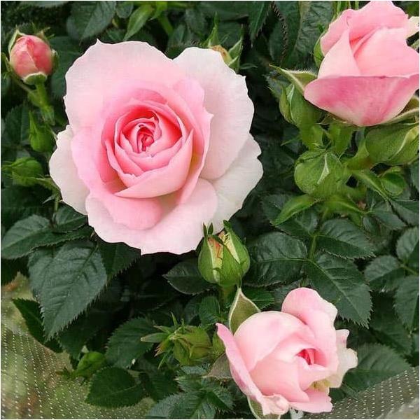 とても愛らしいミニバラ・オプティマチュチュ。花径3〜5cm程のミニバラで、淡いピンク系の花弁に中心部は黄色のタイプ。香りはありませんが、とても花付きの良い四季咲き品種です。※詳しい商品説明は下のほうに記載があります