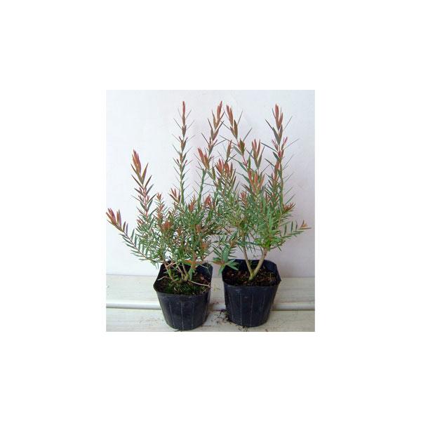 メラレウカはカリステモンとユーカリに似た植物で、主にオーストラリアに150種有ります。 繊細な葉と可愛らしい花が特徴です。 レッドジェムは先端部分が赤くなる常緑低木で、柑橘系の爽やかな香り漂う細葉を茂らせます。秋から初冬の寒さに当たると更に...