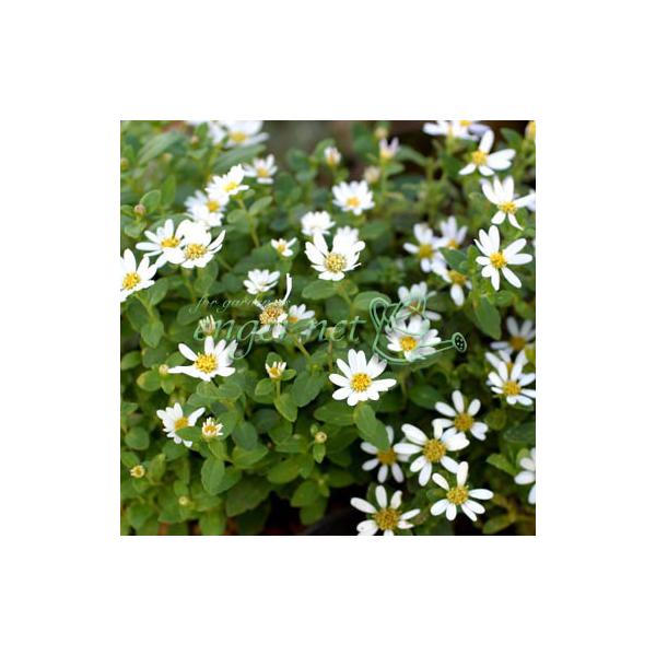 箱根を中心とした富士火山帯に分布している小型の野生菊。秋に小さくかわいらしい花を次々と咲かせてくれますので、寄せ植えや単品鉢植えにおすすめです。もちろん露地植えも可能です。写真は成長時(開花時)のイメージです。※詳しい商品説明は下のほうに記...