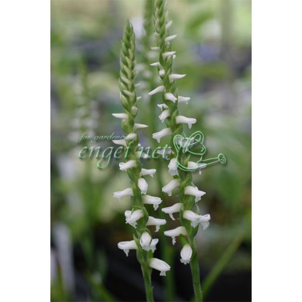 1センチほどの白い小さな花をらせん状に咲かせます。ラン科植物です。従来のネジバナより花が大きいのが特徴です。開花期が長くロックガーデンなどにおすすめです。※詳しい商品説明は下のほうに記載があります