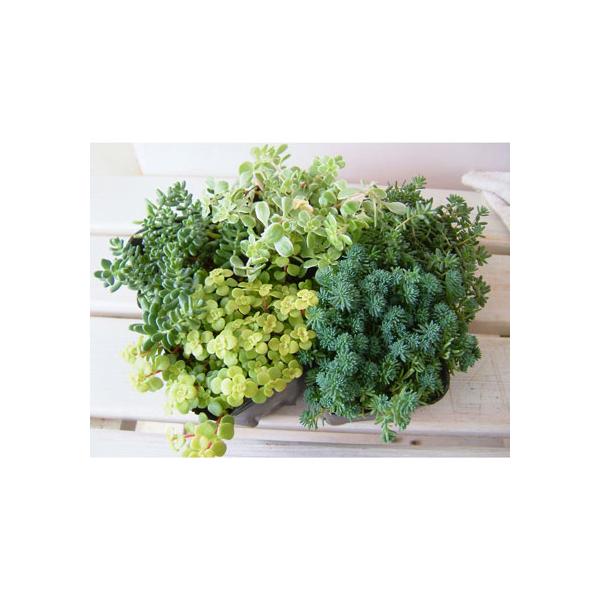 少しずついろいろな品種がほしい方へ。※詳しい商品説明は下のほうに記載があります