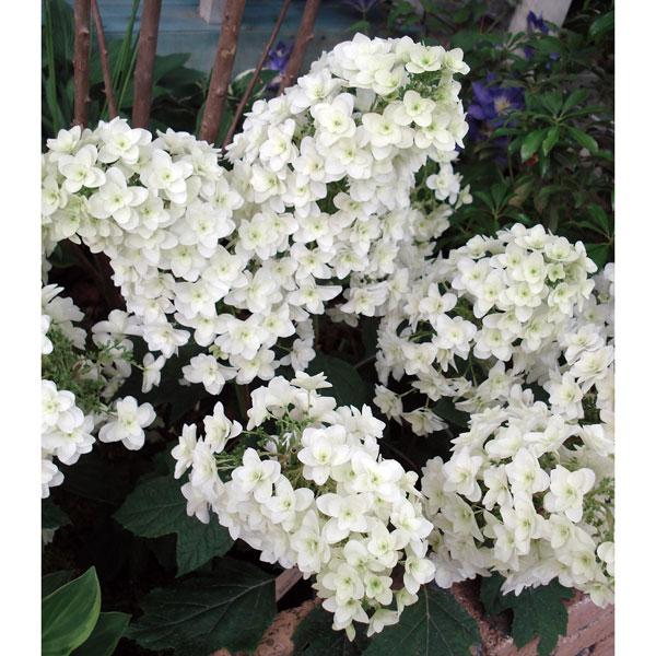 庭植え・鉢植えに人気の柏葉アジサイの八重咲き種です。柏に似た切れこみの入った葉と、真っ白な長い房状の花が美しく、おすすめの品種。半日陰でもよく育ちきれいな花を咲かせてくれますので、シェードガーデンに最適です。晩秋には赤銅色の美しい紅葉が楽し...