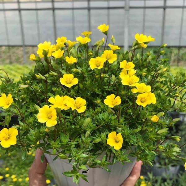 絨毯のように広がり長期間花を咲かせる耐暑性の強い多年草 メカルドニアはカーペットのように茎葉を伸ばし、花径1センチほどの小さな可愛い黄色の花を次々と咲かせるほふく性の多年草です。明るい黄色の花がさわやか。開花期間が長い品種です。ハンギングバ...