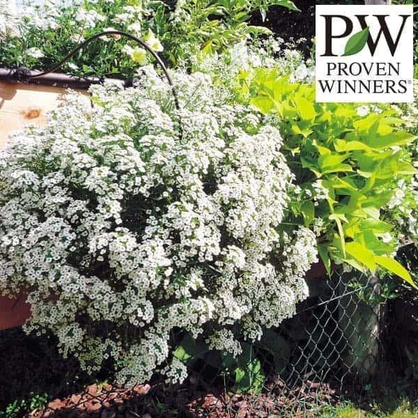 花が大きく、暑さに強い、画期的なアリッサム！一般的な実生系アリッサムの常識を覆す、新品種の栄養系スイートアリッサム。開花期間が長く、生育旺盛で大きな株に育ち、暑さ、病気に強く長く楽しむことができます。春には大きな株一面に純白の大きな白花が楽...