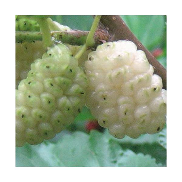 一般のご家庭の庭でも育てやすい、食用桑の苗木です。ペルシャンホワイトは糖度の高い白実系の品種。樹勢は弱く枝が軟弱ですが、実付きはよく収量も取れます。果重は約2〜3gで糖度12〜14度と甘くて食味は良好です。自家受粉性なので1本で結実します。...