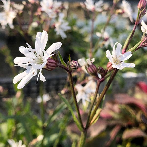 ★入荷から日数が経ったためセール価格となりました。商品の状態は画像と異なる場合があります。★切れ込みの深い可憐な花を春から夏にかけて咲かせます。ヨーロッパ原産の耐寒性宿根草。耐暑性、耐寒性はあるので比較的簡単に育てられます。※詳しい商品説明...