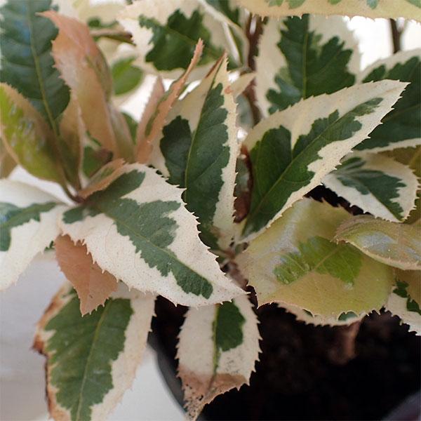 ★入荷から日数が経ったためセール価格となりました。商品の状態は画像と異なる場合があります。★ヤブコウジの斑入り葉品種です。日陰〜半日陰のシェードガーデンにぴったりです。ヤブコウジ（十両）は切れ込みや波打つ葉、斑入りなどの変異が盛んで、江戸時...