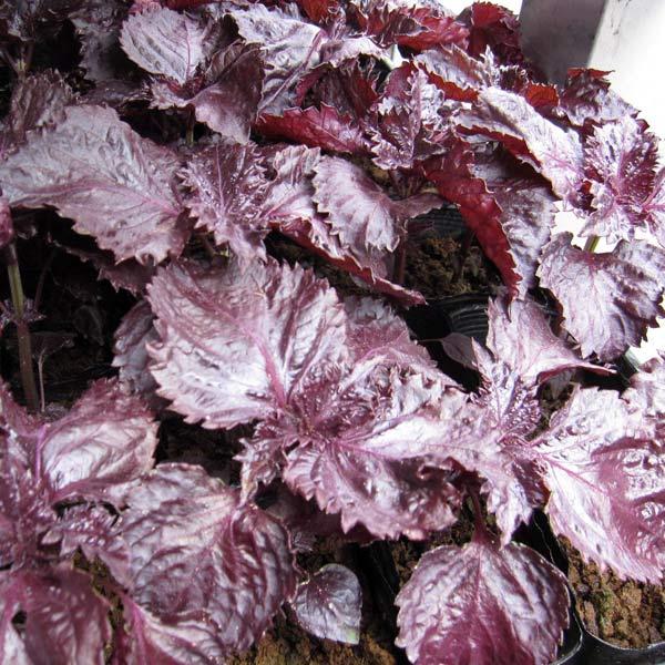 草勢が強く、非常に作りやすい赤しそ。梅干しの色づけ用に、穂じそ、芽じそ用にも最適です。長期にわたり新鮮な葉が収穫できます。 ※詳しい商品説明は下のほうに記載があります