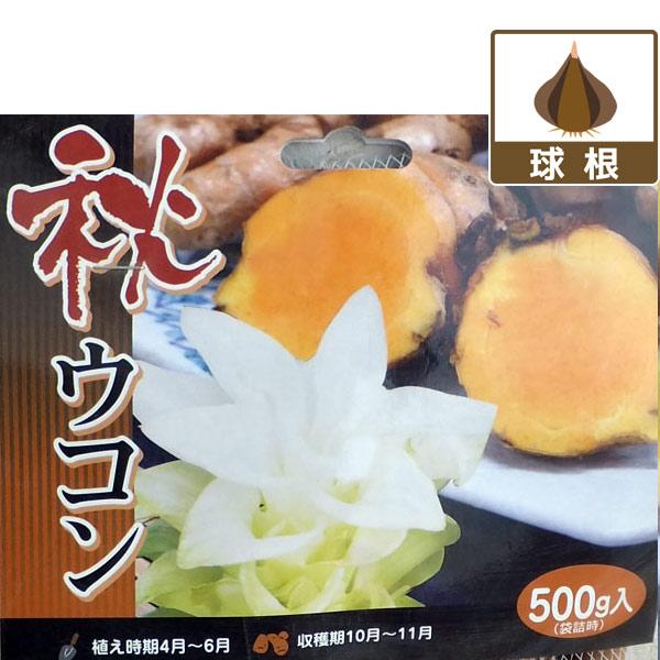 秋ウコン（ターメリック）はクルクミン成分を大量に含んでおり、他の種類のウコンより丈夫なうえに、耐寒性も他のウコンと比べて強いので、非常に育てやすい。乾燥させてお茶や粉末として使用します。生で使用する場合は、ウコン根茎の皮を剃き、一度湯通しし...