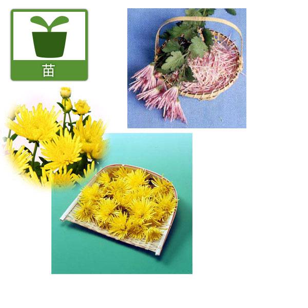 食用菊は花弁を食用にする菊です。菊は優れた薬効をもつ植物として古くから知らせており、ビタミンB1、ビタミンB2、鉄分などが含まれ、最近の健康志向から需要が高まっています。一般の菊の花はどれも食べられるのですが若干苦味があります。食用に改良さ...