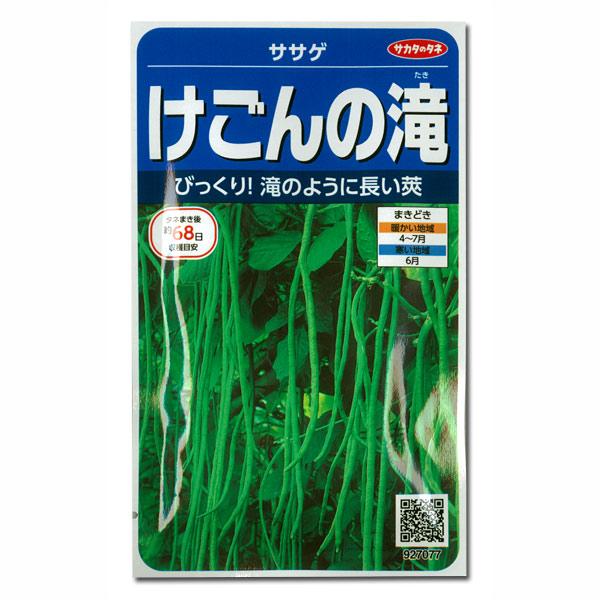 種　タネ　なんと50cmにも！滝のように長いさや。熱帯地域から導入し改良したもので、暑さや乾燥にとても強く、つくりやすい品種です。莢は濃緑色で40〜60cmにもなり、房なりに垂れ下がる様子は、流れ落ちる滝のようです。※詳しい商品説明は下のほ...