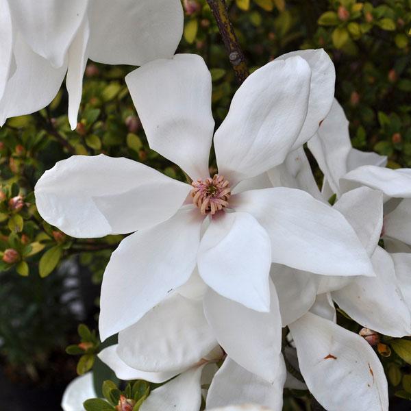 深山含笑は中国湖南省などに自生するオガタマノキの仲間で、半八重のふっくらした芳香白花を木全体に咲かせます。花は直径10cmの大輪です。耐陰性があるので、多少日陰の場所にも植えられます。寒さに弱いので、庭植えは関東地方以南で。※詳しい商品説明...