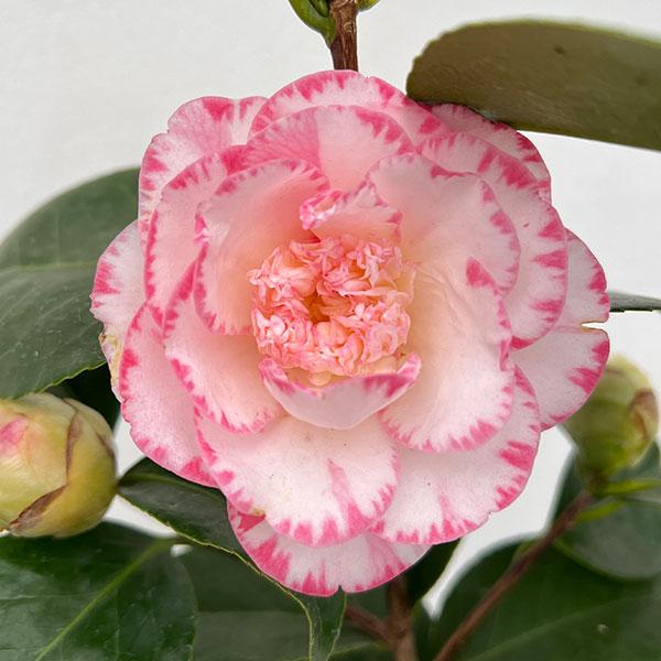 ★入荷から日数が経ったためセール価格となりました。商品の状態は画像と異なる場合があります。★マーガレットデイビスは、白地に紅の覆輪が入る牡丹咲きの大輪品種です。オーストラリア産の品種です。※詳しい商品説明は下のほうに記載があります