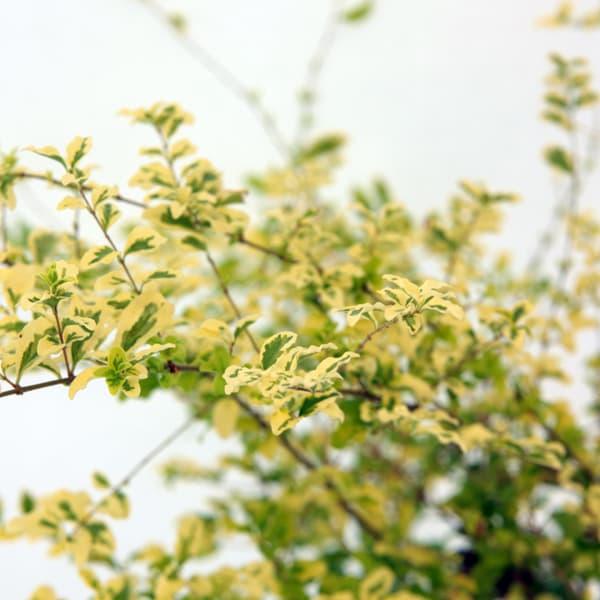 グランドカバー・生垣・ドライガーデンに 細かい葉にレモン色の覆輪が入るプリペットの品種。大変美しい低木です。細い枝がたくさん出てブッシュ状になります。萌芽力があり刈り込みにも耐えるので、庭園樹としてだけでなく、寄せ植え、トピアリー、生垣など...