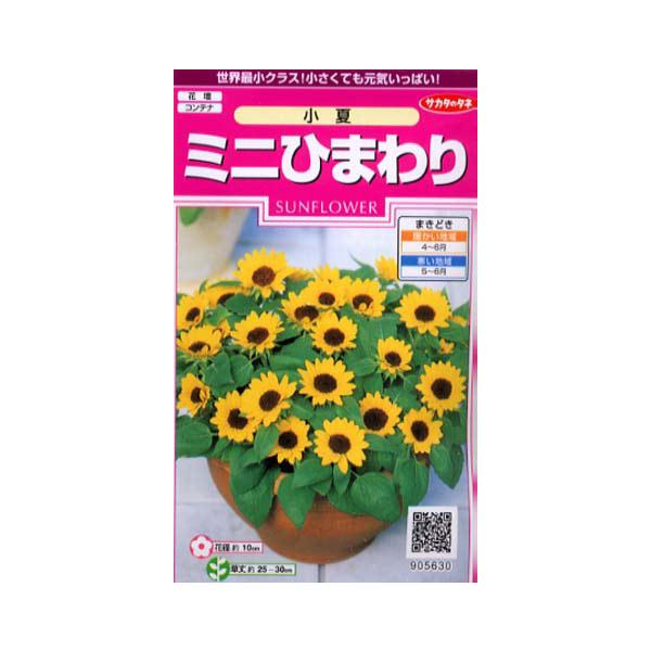 世界最小クラス！小さくても元気いっぱい！花壇植えで草丈約25cmとコンパクトで可愛いミニヒマワリ。花粉が出ないため、花もちがよく、長い間楽しめます。花壇のほか、小鉢で1本立ちや摘芯スプレー咲き、コンテナで多年まき栽培するなど楽しみ方もいっぱ...