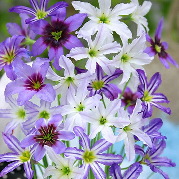 チリ原産の多年草です。ほそい茎の先にきらびやかな星のような小花を咲かせます。花には芳香があります。半耐寒性ですので、寒冷地では冬は南向きの軒下にとりこむか、霜よけをしてください。※詳しい商品説明は下のほうに記載があります