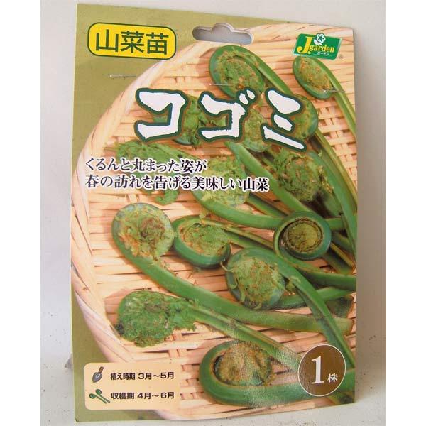 シェードガーデンにおすすめのシダ・おひたし・天ぷらに人気の山菜 野菜・山菜の裸苗のお徳用パックです。家庭菜園に育てやすい山菜コーナーを！自然の味覚をご家庭でいかがですか？コゴミは強健なシダ科の山菜です。春先に出てくる黄緑色の若芽を、葉の先が...
