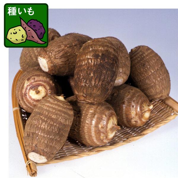 さといも（里芋）は家庭菜園で手軽に作れる野菜です。病気も少なく、たくさん収穫できます。 土垂れは丸型で、粘りがあってキメの細かい舌触りのおいしい里芋です。子芋・孫芋を食べる品種です。ヌメリが多く、煮くずれしにくく、煮物に最適です。※詳しい商...