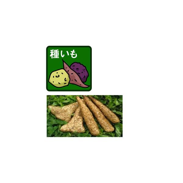 ネバリは1級品！ねっとりした食感がたまらない高級食材のやまのいもを栽培してみませんか？とろろ料理に最適です。栄養価も高く、長イモより粘りが強くおすすめです。※詳しい商品説明は下のほうに記載があります