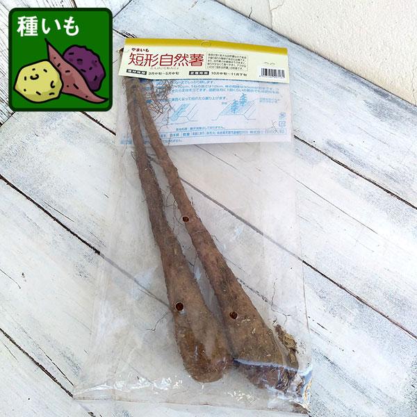 ネバリは1級品！ねっとりした食感がたまらない高級食材のやまのいもを栽培してみませんか？イモの形がイチョウの葉のようになることからこの名がついた品種です。関東では「大和芋」とも呼ばれます。長イモより粘りが強く、おいしい品種です。とろろや煮物に...