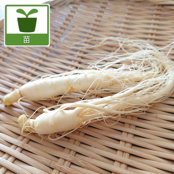 根の部分は漢方薬の原料として使われます。夏に淡黄の花を付け、秋には丸い果実が赤く熟します。一般的にはゆでて、人参粥、薬膳料理などに用います。※詳しい商品説明は下のほうに記載があります