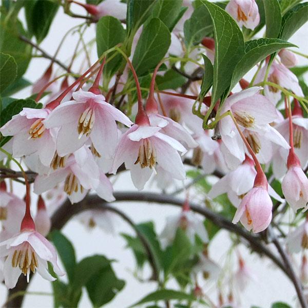 5〜6月にたくさんの薄桃色の花を咲かせる落葉樹 ★入荷から日数が経ったためセール価格となりました。商品の状態は画像と異なる場合があります。★エゴノキは日本の山野に自生する暗褐色、平滑の樹皮が美しい花木です。この品種は桃花の枝垂れタイプで、初...