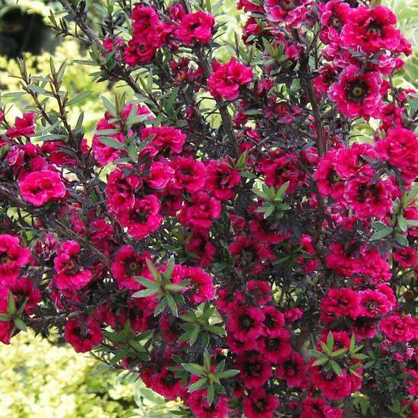 ギョリュウバイはニュージーランド原産のティーツリーの仲間。変異に富んだ常緑低木です。梅の花に似た花を冬から春にかけて開花させます。赤花の八重咲き品種です。開花期間が長く、寄せ植え、鉢植え、ガーデニングにおすすめです。※詳しい商品説明は下のほ...