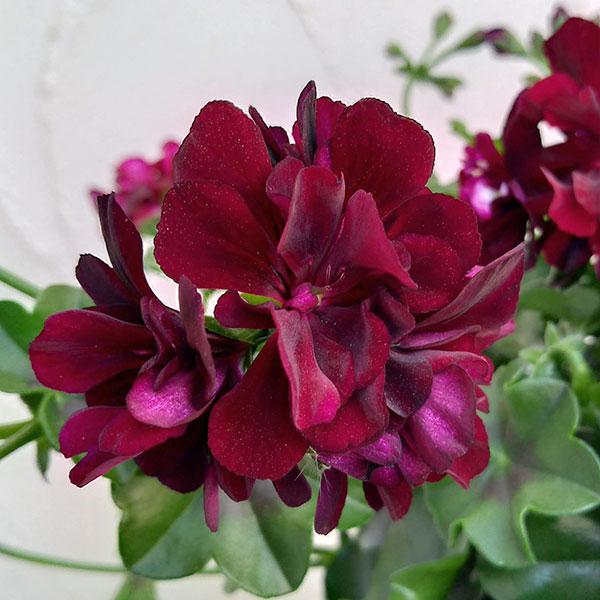 まるでバラの蕾のような豪華な八重花。花立ちが非常に良く、節間が短くコンパクトな草姿で株がまとめやすい品種です。ほふく性のゼラニウムの仲間で、葉がアイビーに似ています。ヨーロッパでは窓辺を飾る植物としてとても人気があります。つやのある緑葉に鮮...