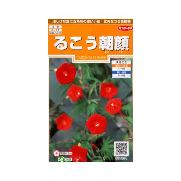 涼しげな葉に五角形の赤い小花。丈夫なつる性植物です。※詳しい商品説明は下のほうに記載があります