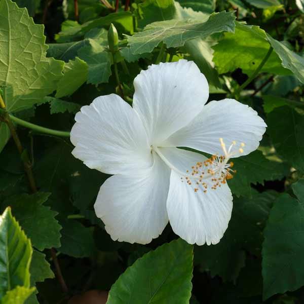 ハイビスカスは夏には欠かせない代表的な熱帯花木です。次々に花を咲かせ、花色もバラエティに富んでいます。ホワイトバタフライは、ピンクバタフライの白花品種。細長い枝を良く伸ばし、ホワイトの一重の花を枝先に咲かせる花柱が長くすっきりとした花形です...