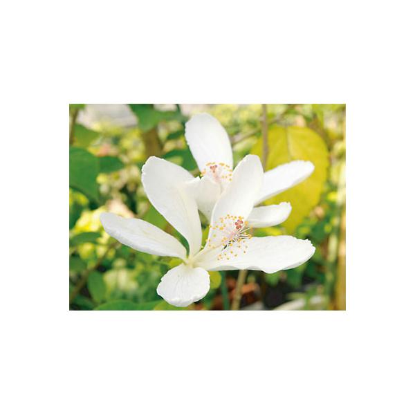 ★長期在庫品のため特価です★ハイビスカスは夏の代表的な熱帯花木です。次々に花を咲かせ、花色もバラエティに富んでいます。インマクラツスはハワイ原産の清楚な白花種です。希少種です。※詳しい商品説明は下のほうに記載があります
