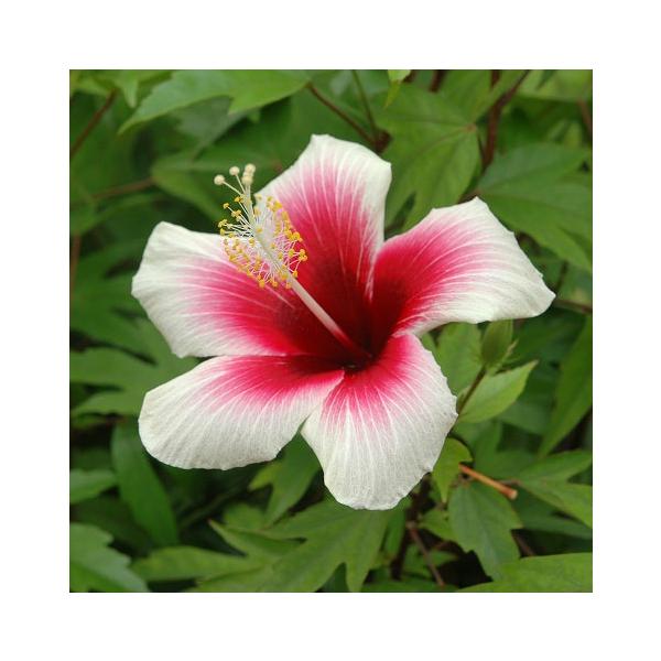 ハイビスカスは夏には欠かせない代表的な熱帯花木です。次々に花を咲かせ、花色もバラエティに富んでいます。フィジー・ホワイトはフィジー原産。印象的な複色咲きです。苗の状態でのお届けですが、お届け後5号以上の大き目の鉢に植え替えていただくと、1〜...