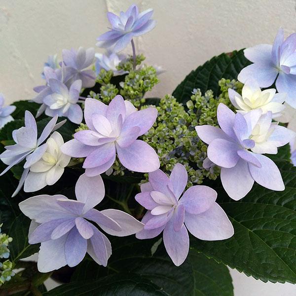 庭植え向きの丈夫さを持ち合わせながら、花がバラエティーに富み美しく、毎年よく咲くように改良を重ねた品種群：加茂セレクションのアジサイです。従来のハイドランジア系の品種は地域によっては冬場の乾燥によって花芽が枯れてしまうことがありますが、加茂...