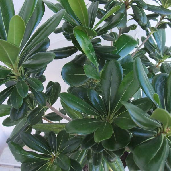 生垣や刈り込みによく使われるトベラは耐潮性、耐乾性があり、大気汚染にも強く強健で、海岸での植栽には最もよく使われます。幹は地際で分枝し、葉が密生して丸い樹形になります。4〜6月に芳香のある白い小さな花が樹冠全体に咲きます。厄鬼を追い払う縁起...