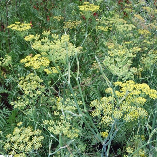 スイートフェンネルは株元、茎、葉、種、すべてを利用できるハーブです。特に魚料理のくさみ消しとして大活躍。繊細な葉を茎ごとつみとってオリーブオイルや、ビネガーに浸けて香りづけしたものはそのままサラダやお料理にかけたり、ドレッシングを作ったりし...