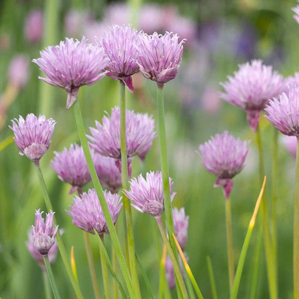 コンパニオンプランツ・エディブルフラワー ハーブ苗 チャイブはアサツキに似ていて、薬味に利用できるネギの仲間です。葉を細かく刻んでバターに混ぜたり、スープの浮き実やオムレツ、サラダ、ソースに利用できます。紫の球状の花はかわいく、キッチンガー...